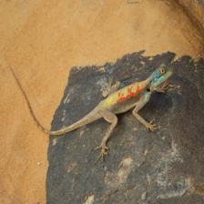 Visualization of Self-Attention Maps